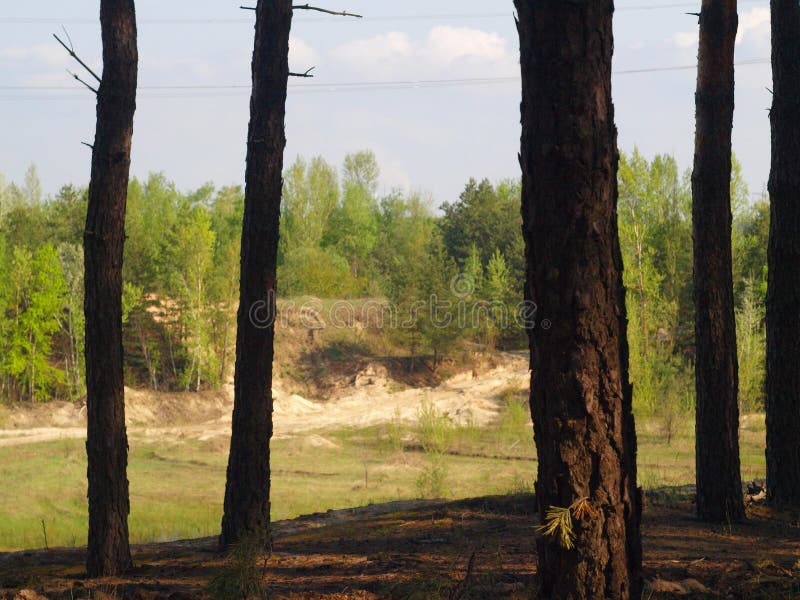Forest Landscape. Silence in the Pine Forest. Stock Photo - Image of ...