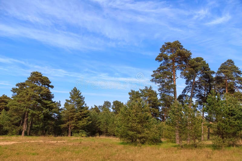 Edge of a pine forest stock photo. Image of natural - 183741702