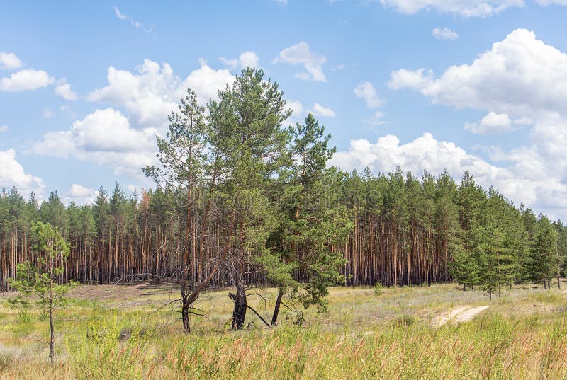 Edge of a pine forest stock photo. Image of meadow, pine - 58111972