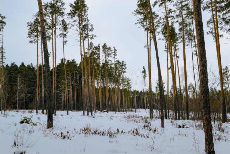 Edge of a Pine Winter Forest Stock Image - Image of freeze, tall: 244277105