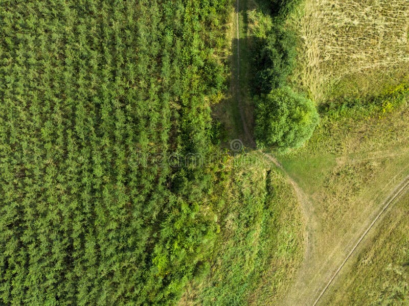 At the Edge of a Production Forest with Small Trees Planted in a Row ...