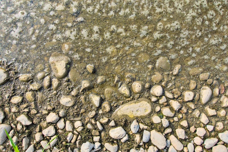 Edge of a Puddle and Pebbles Stock Image - Image of puddle, plant ...