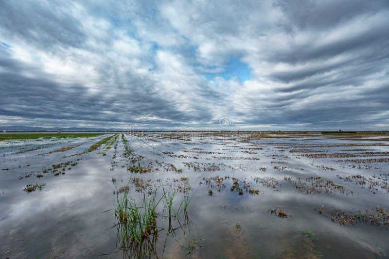 The Edge of Rice Field and Cloudy Sky Reflection in Albufera Stock ...