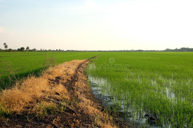 The edge of the rice field stock photo. Image of botany - 66816570