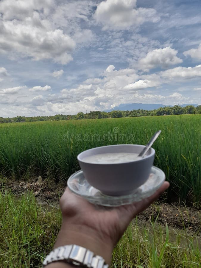 On the Edge of the Rice Fields Stock Photo - Image of edge, green ...