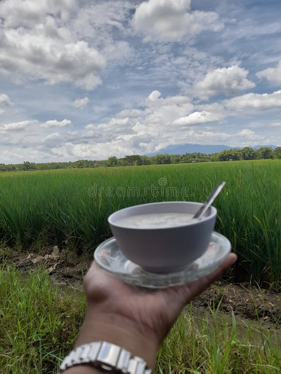On the Edge of the Rice Fields Stock Photo - Image of edge, green ...