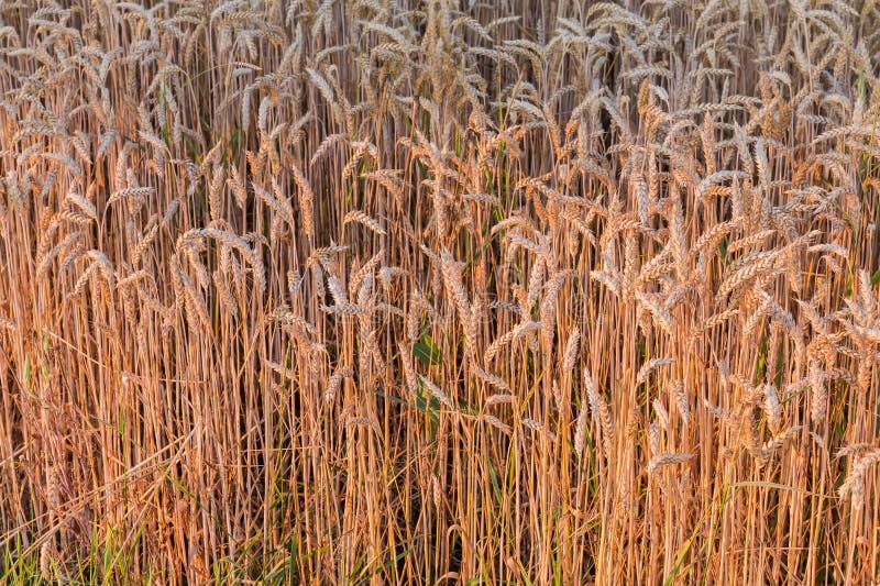 Edge of the Ripe Winter Wheat Field at Sunset Stock Photo - Image of ...