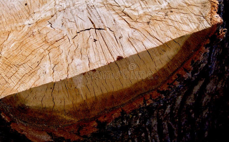 Edge on Rough Cut Oak Log stock image. Image of concentric - 94784549