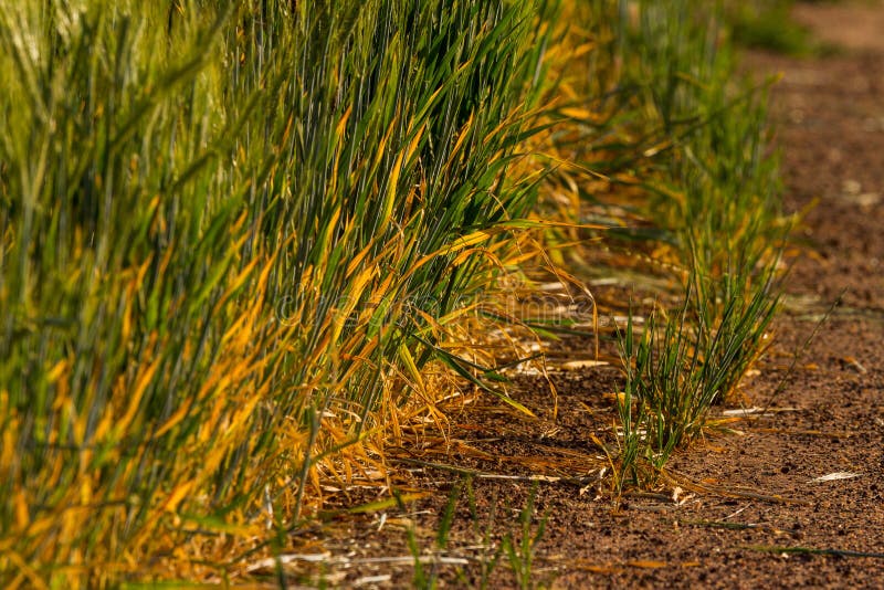 Rows of wheat stock image. Image of wheatfield, wide - 43908705