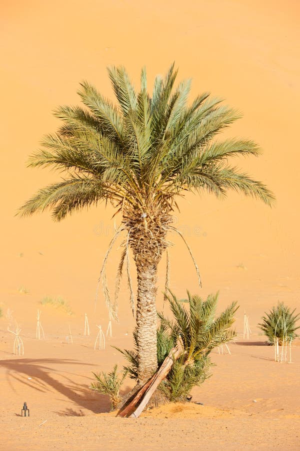 Sahara Desert stock photo. Image of chebbi, morocco, saharan - 1139114