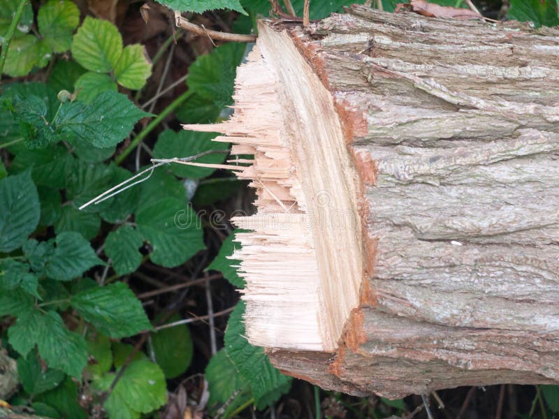 Edge of Sharp Jagged Chopped Tree Trunk Stump Wood Tree Surgery Stock ...
