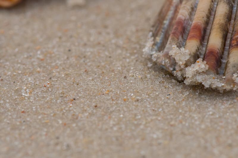 Edge of Shell on Sand stock photo. Image of grains, sand - 83360890