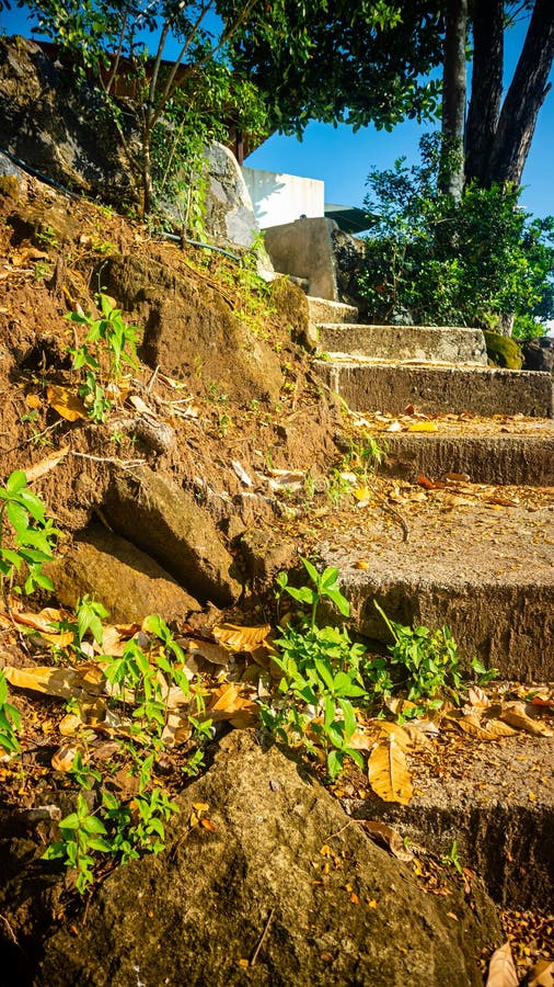 The Edge of the Stone Stairs Overgrown with Green Grass Stock Photo ...