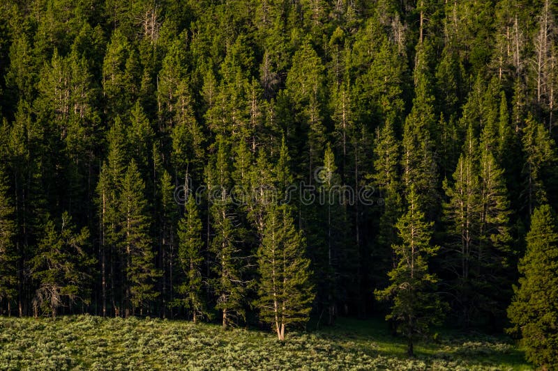 Edge of Thick Pine Forest stock photo. Image of hayden - 277344194