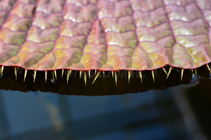 Edge or Under Victoria Lotus Leaf with Thorn on Water Background Stock ...