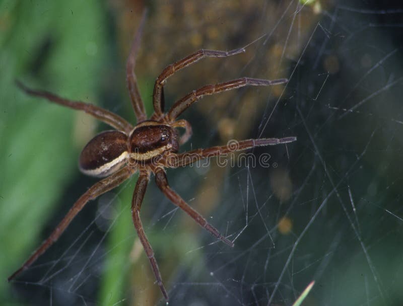 270 Spider Position Photos - Free & Royalty-Free Stock Photos from ...