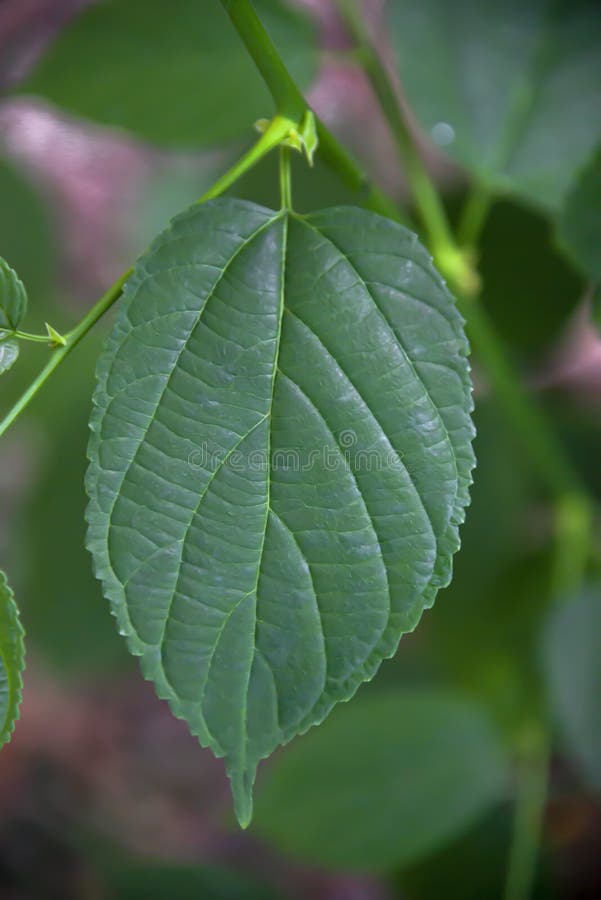 The Edges of the Leaves with Jagged Edges Stock Photo - Image of ...