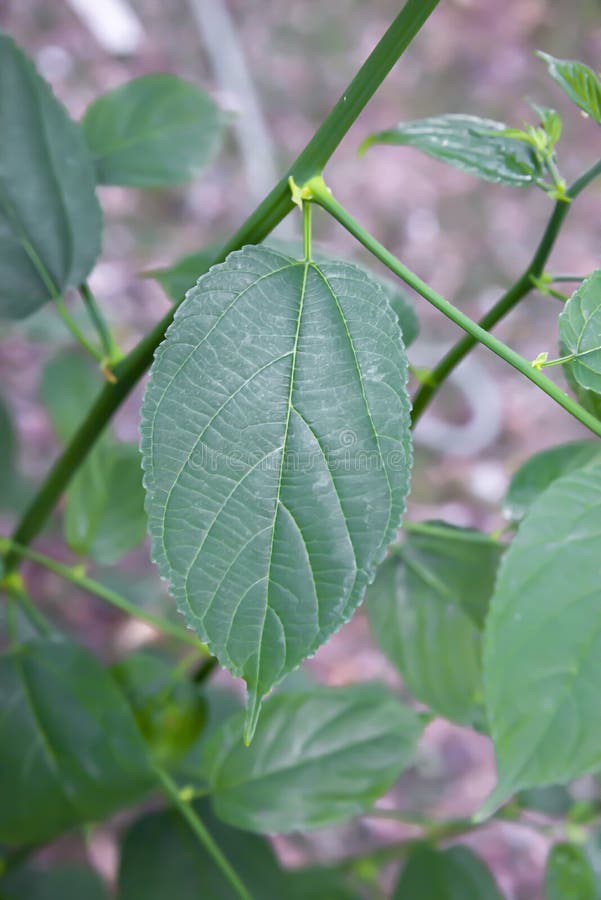 The Edges of the Leaves with Jagged Edges Stock Image - Image of ...