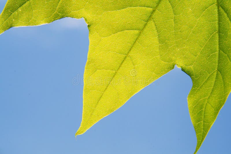 Edges of maple leaf stock image. Image of sharp, background - 5336649