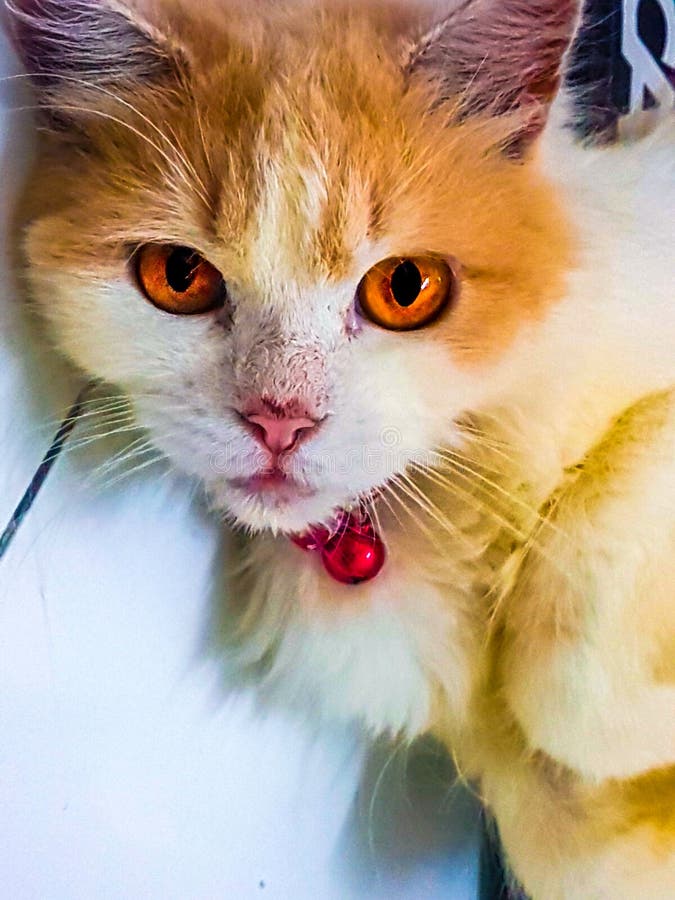 Cat Stare stock image. Image of sepia, eyes, feline, face - 3777569