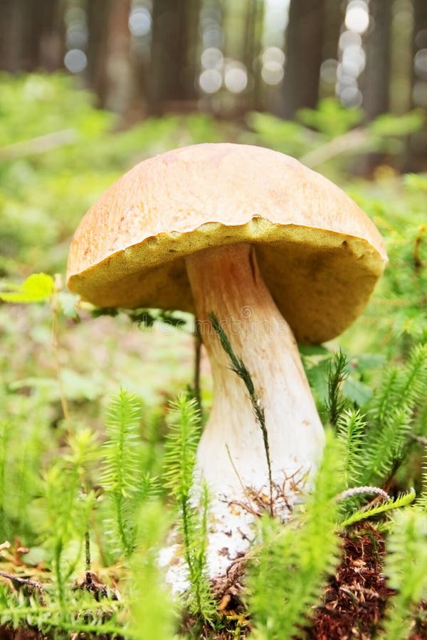 Edible boletus stock photo. Image of grow, diet, leaf - 20191142