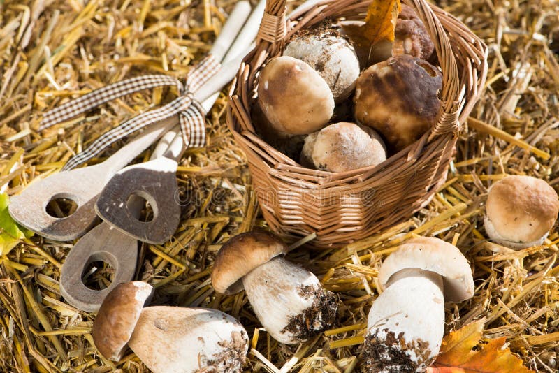 Edible boletus stock image. Image of mycelium, food, edulis - 34405353