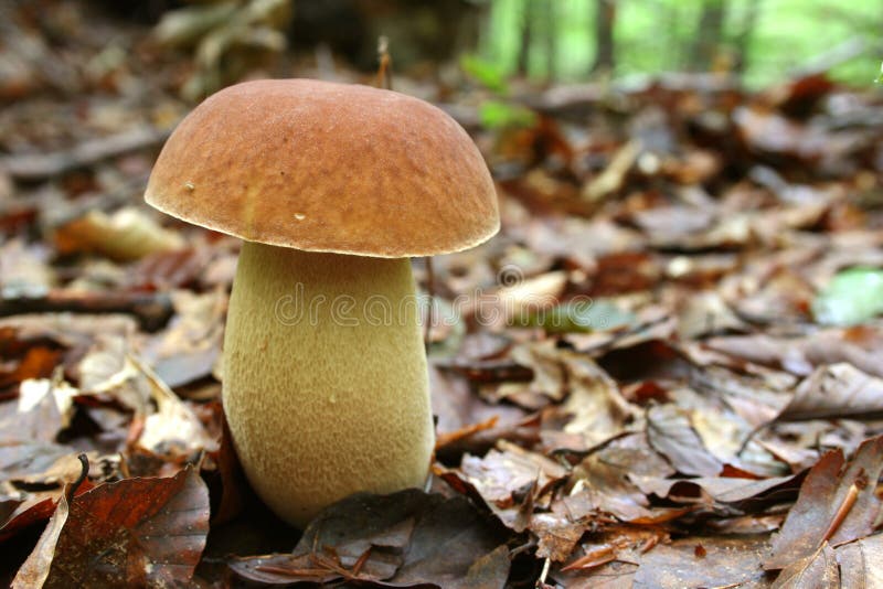 Edible boletus mushroom stock photo. Image of ground, mushrooming - 1146768