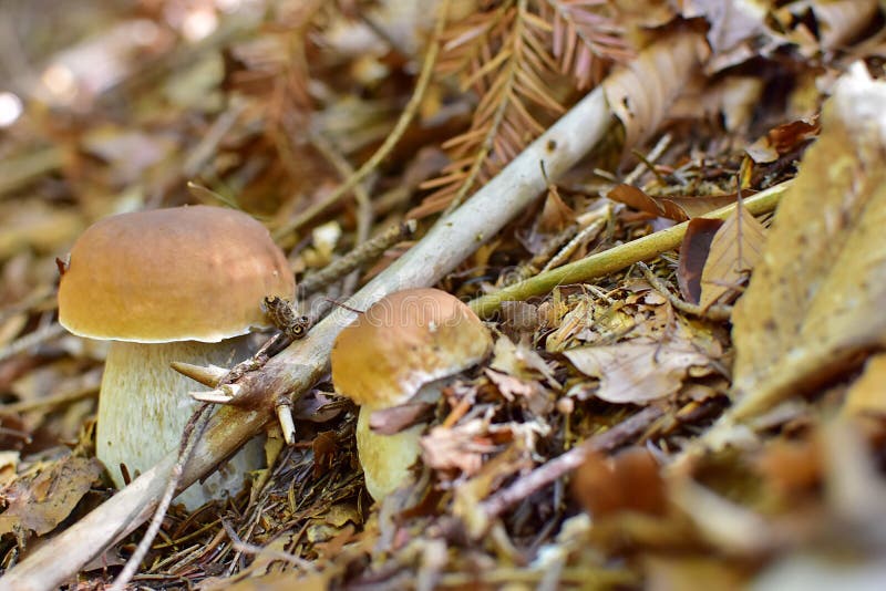 Edible boletus mushroom stock photo. Image of meal, healthy - 102354484