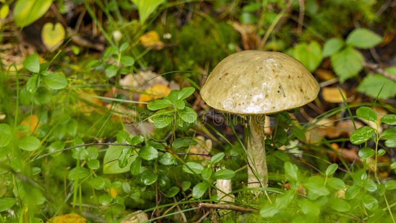 Edible Boletus Mushroom in the Swamp, Soft Focus Stock Photo - Image of ...