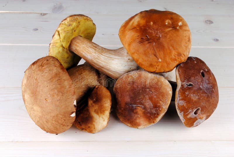 Edible boletus mushrooms stock image. Image of gourmet - 27041125