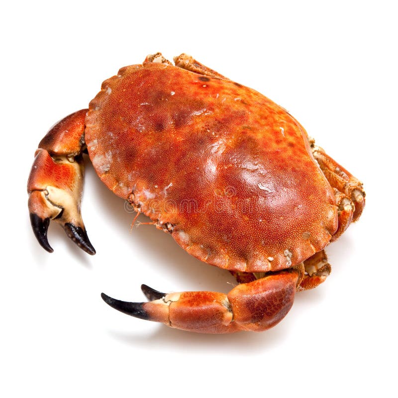 7+ Cancer pagurus edible crab Free Stock Photos - StockFreeImages