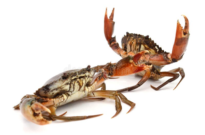 Crab stock image. Image of animal, royalty, graphics - 133442697