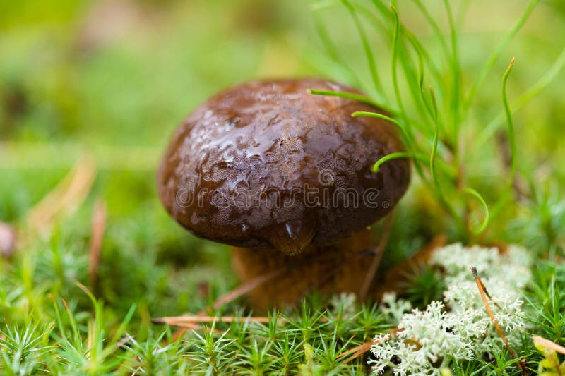 Edible Brown Mushroom Closeup in Forest Stock Image - Image of collect ...