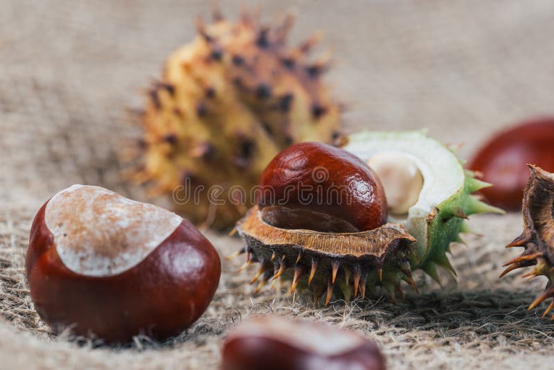 Edible Chestnut Kernels Lie on Burlap on a Wooden Table Stock Image ...
