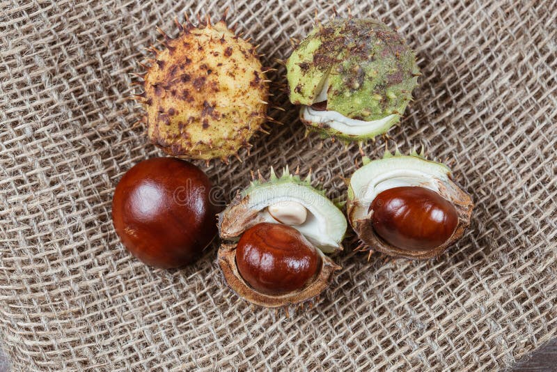 Edible Chestnut Kernels Lie on Burlap on a Wooden Table Stock Image ...