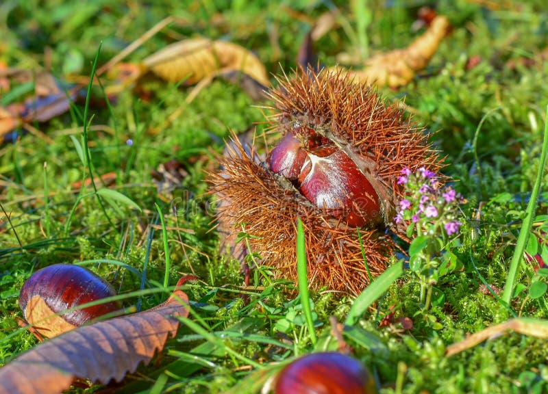 Edible Chestnut In Its Prickly Shell, Fallen From The Tree To The ...