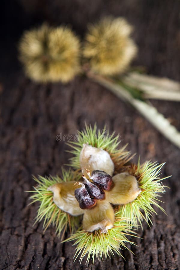 Edible chestnuts stock photo. Image of life, space, shells - 20621634