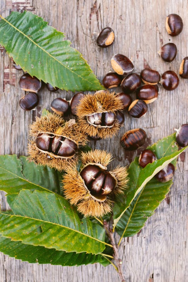 Edible chestnuts stock image. Image of nutrition, edible - 27906859