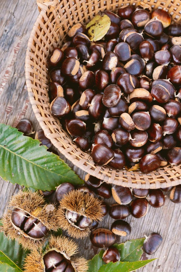 Edible chestnuts stock image. Image of round, fresh, closeup - 27766695