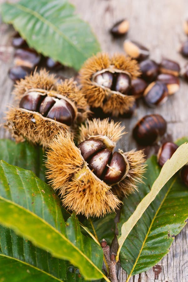 Edible chestnuts stock photo. Image of chestnut, gastronomy - 184750274