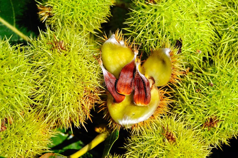 200 Chestnut Pods Stock Photos - Free & Royalty-Free Stock Photos from ...