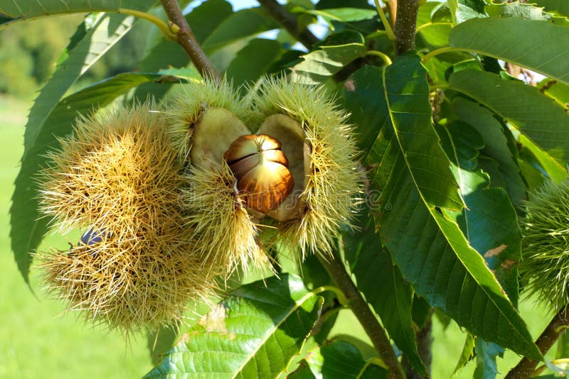 Sweet Chestnuts Hanging on Young Tree Stock Image - Image of nature ...