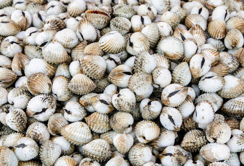 The edible cockle stack. stock image. Image of cuisine - 55361713