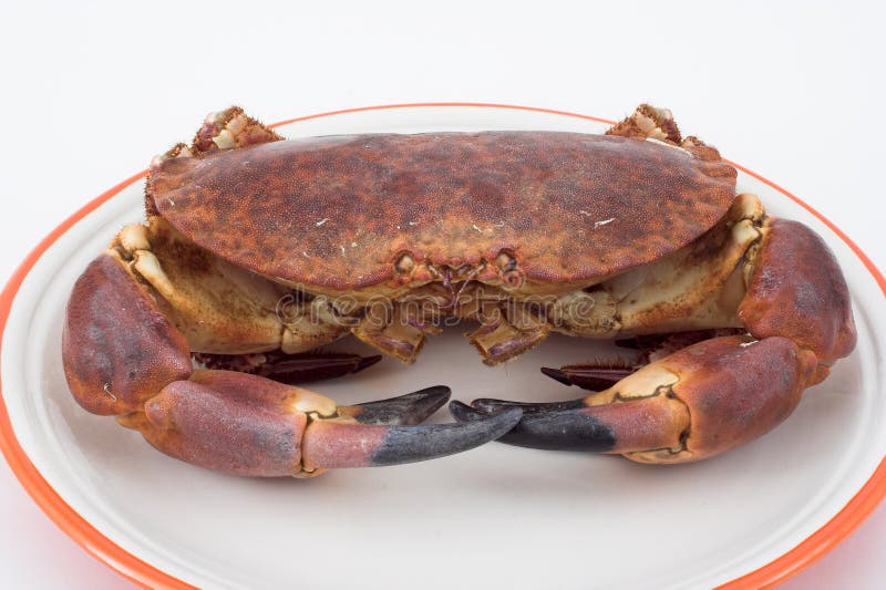 Edible Crab ( Cancer Pagurus ) Stock Photo - Image of fish, seafood: 820182