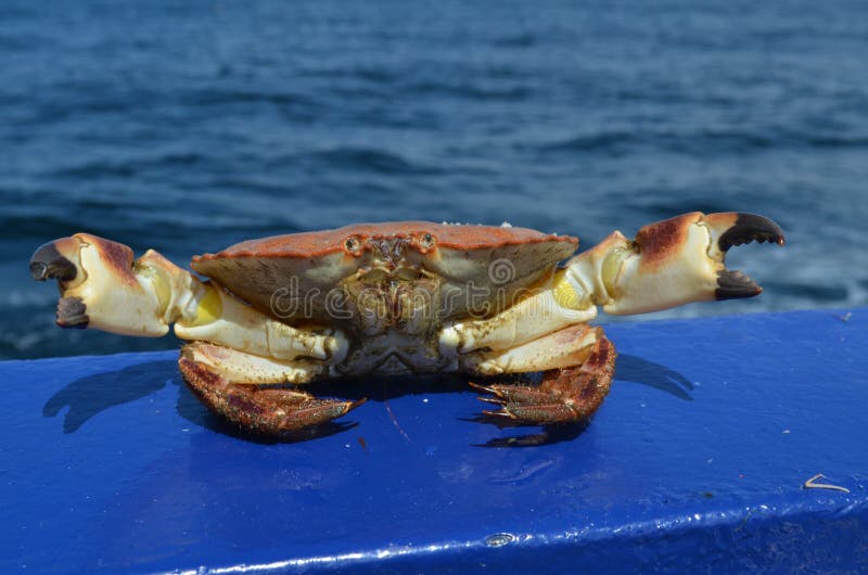 The Edible Crab (Cancer Pagurus) Aboard a Ship Stock Image - Image of ...