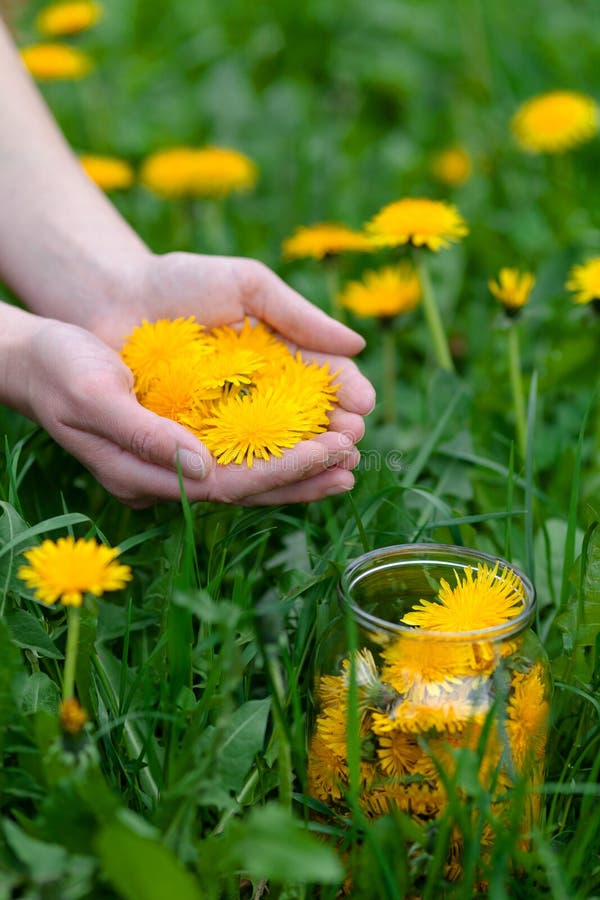 Edible Dandelion Flowers in Hands, Wild Herbs Picking Stock Image ...