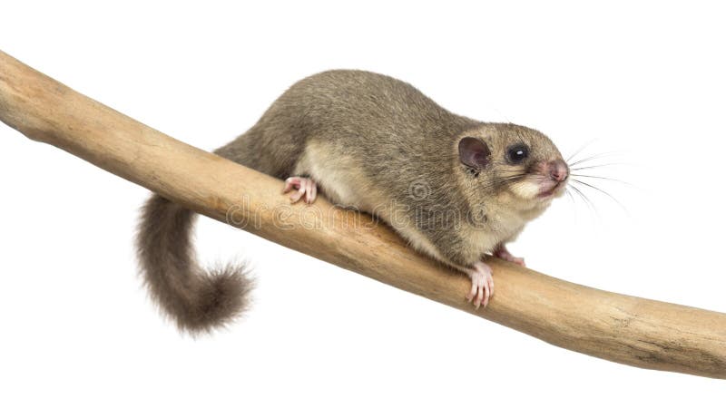 Edible Dormouse on a Branch Stock Image - Image of people, edible: 60531619