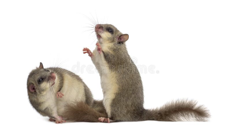 Edible Dormouse / Glis Glis Stock Photo - Image of dormouse, food: 28587506