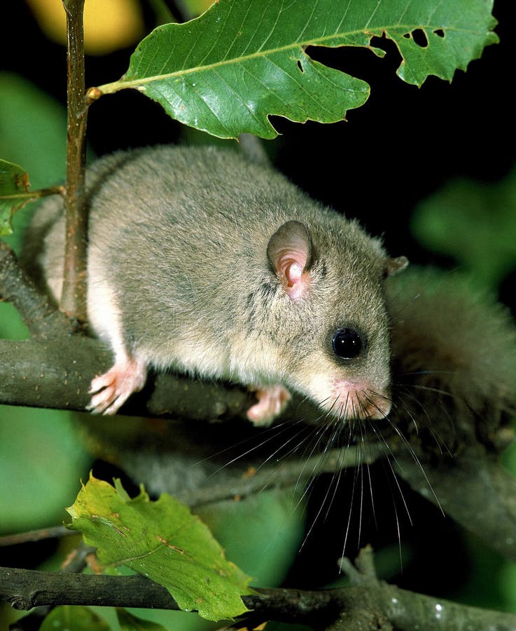 Edible Dormouse, Glis Glis, Adult Standing on Branch, Normandy Stock ...