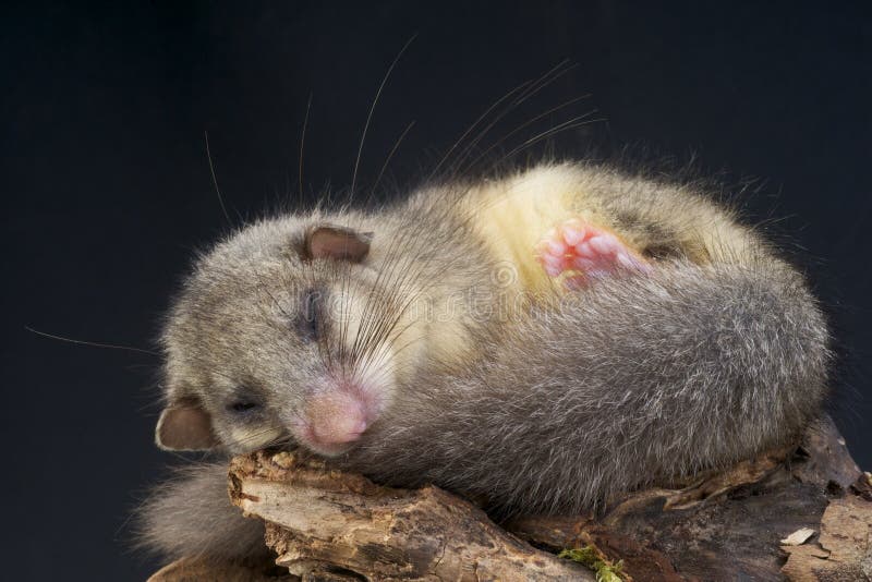 Edible Dormouse / Glis Glis Stock Photo - Image: 28593110